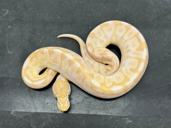 Bamboo Special Ultramel Spotnose Enchi Ball Python by Brock Wagner Reptiles