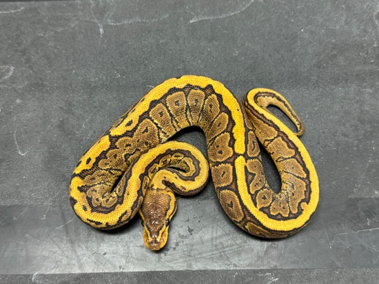 Pinstripe Yellowbelly Het Sunset Ball Python by Brock Wagner Reptiles