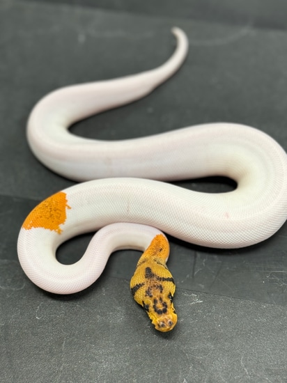 Orange Dream Yellowbelly Clown Pied Ball Python by Brock Wagner Reptiles