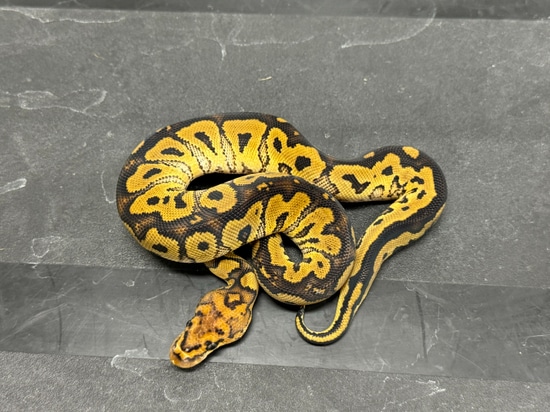 Clown Het Sunset Ball Python by Brock Wagner Reptiles