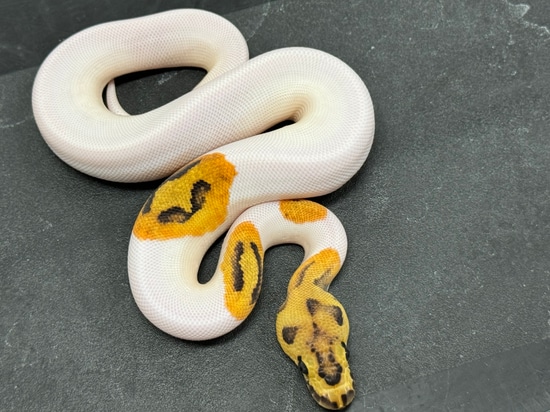 Fire Yellowbelly Clown Pied Ball Python by Brock Wagner Reptiles