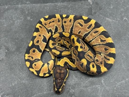 66% Het Monsoon Pied Ball Python by Brock Wagner Reptiles