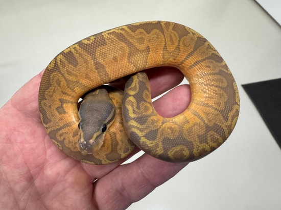 Sunset Ghost Ball Python by Brock Wagner Reptiles