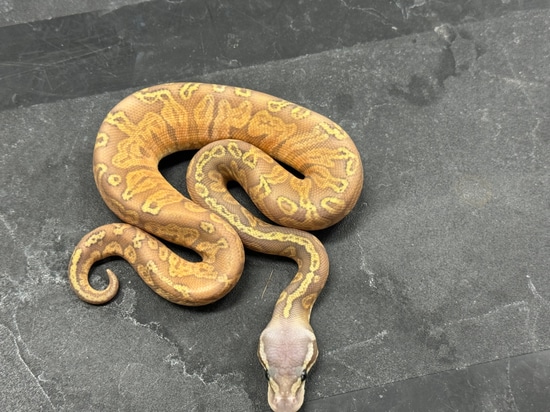Pastel Sunset Ghost Ball Python by Brock Wagner Reptiles