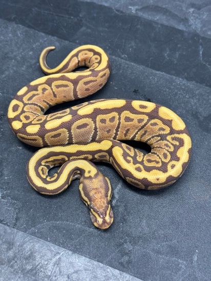 Ultramel Spotnose Ball Python by Brock Wagner Reptiles