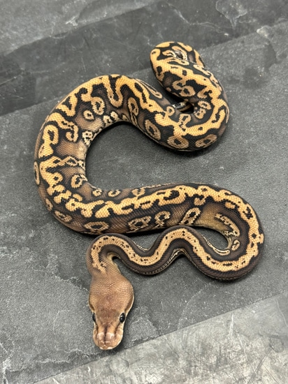 Confusion Black Pastel Hidden Gene Woma Het Clown Ball Python by Brock ...