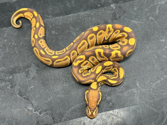 Ultramel Ball Python by Brock Wagner Reptiles