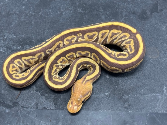 Bongo Black Pastel Ultramel Ball Python by Brock Wagner Reptiles