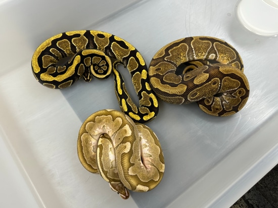 Bamboo Enchi Double Het Ultramel Genetic Stripe Ball Python by Brock ...