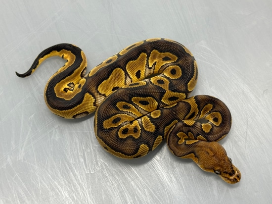 Wookie Clown Ball Python by Brock Wagner Reptiles