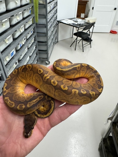 Sunset Ball Python by Brock Wagner Reptiles