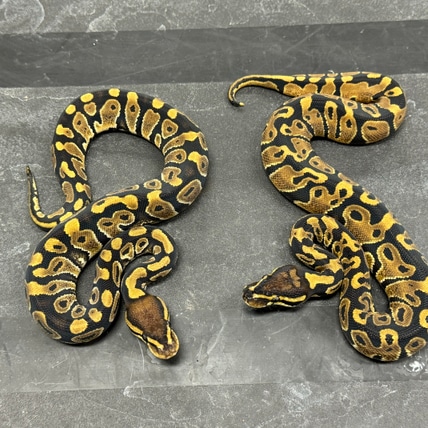 Brock Wagner Reptiles - MorphMarket