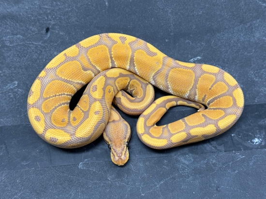 Special Ultramel Ball Python by Brock Wagner Reptiles