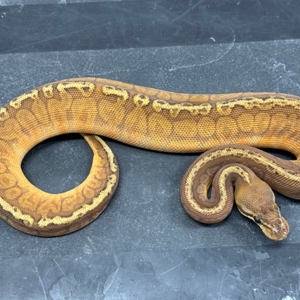 Brock Wagner Reptiles - MorphMarket