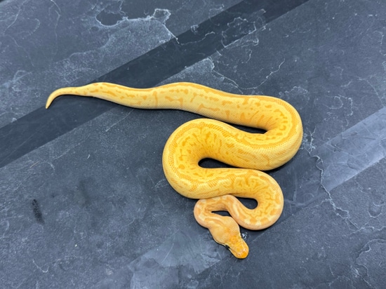 Banana Leopard Enchi Yellowbelly Sunset Ball Python by Brock Wagner ...