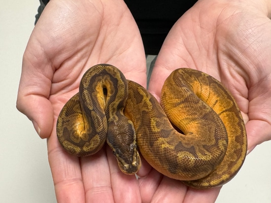 Sunset Yellowbelly Ball Python by Brock Wagner Reptiles