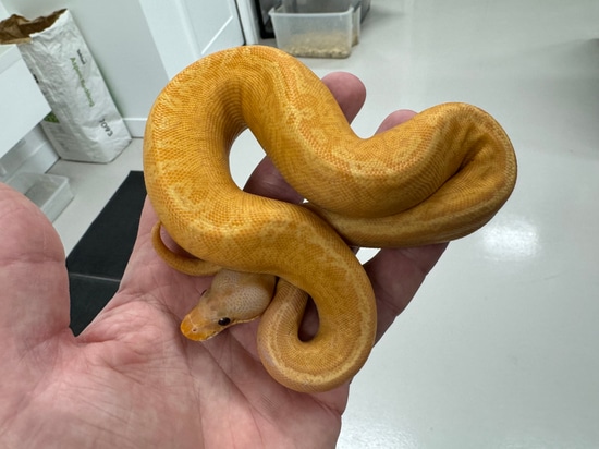 Banana Fire Sunset Ball Python by Brock Wagner Reptiles