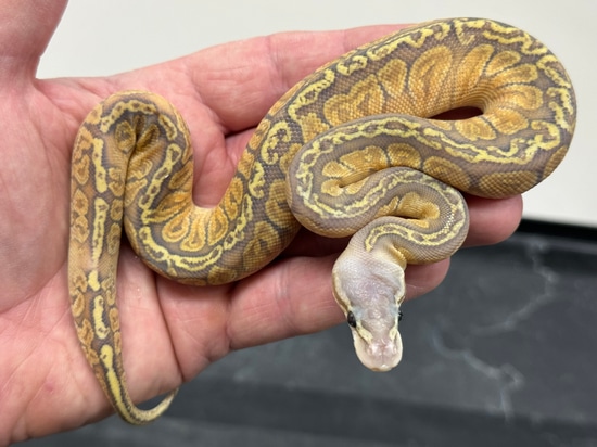 Pastel Cypress Hypo Sunset Ball Python by Brock Wagner Reptiles