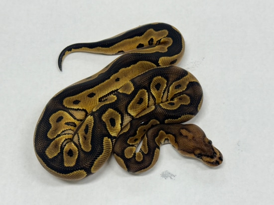 Wookie Clown Ball Python by Brock Wagner Reptiles