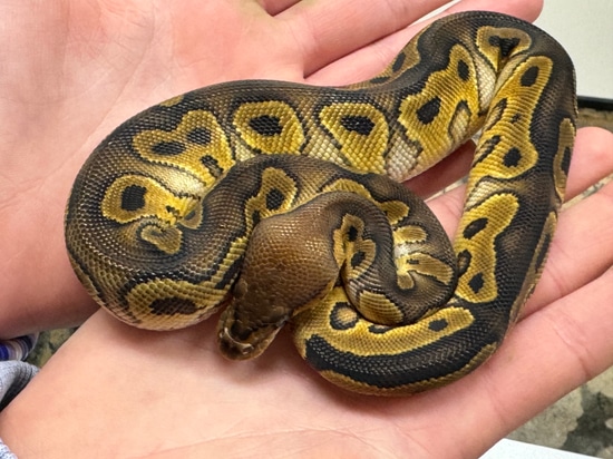 Wookie Yellowbelly Clown Ball Python by Brock Wagner Reptiles