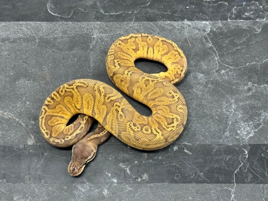 Pastel Sunset Het Ghost Ball Python by Brock Wagner Reptiles