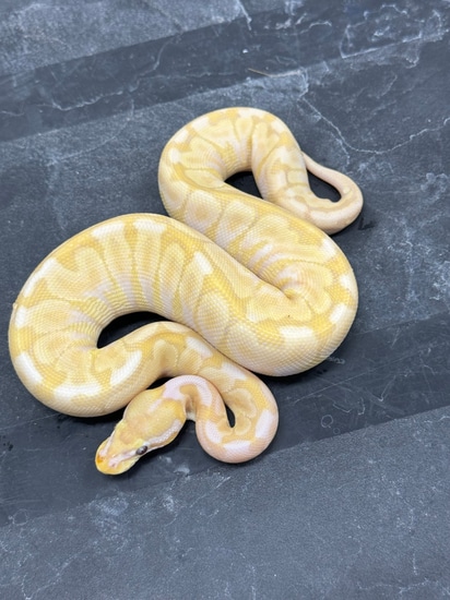 Bamboo Special Ultramel Spotnose Ball Python by Brock Wagner Reptiles