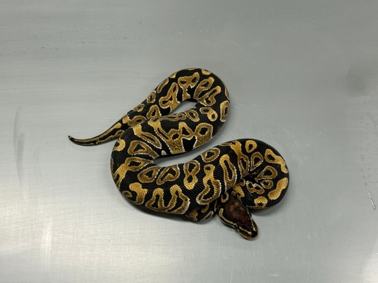 Het Monsoon Ball Python by Brock Wagner Reptiles