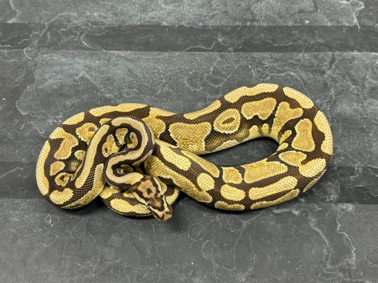 Redstripe Spotnose Double Het Desert Ghost Clown Ball Python by Brock ...