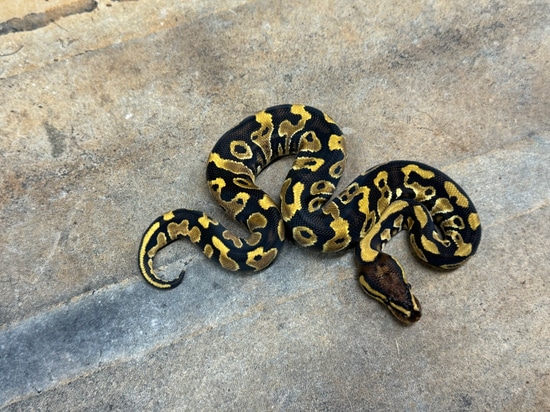 Yellowbelly Double Het Sunset Clown Ball Python by Brock Wagner Reptiles