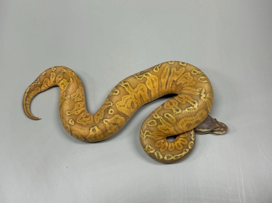 Pastel Sunset Hypo Ball Python by Brock Wagner Reptiles