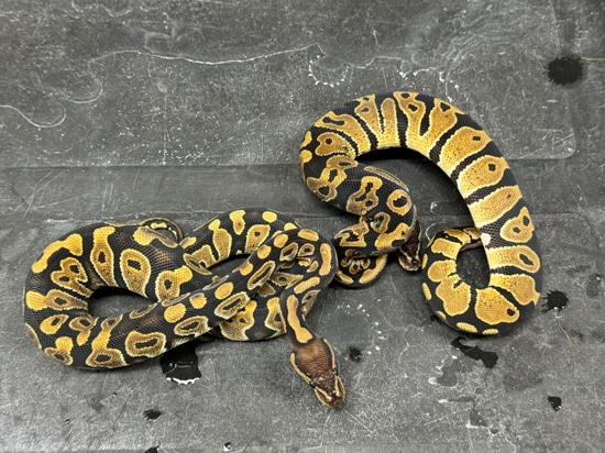 Double Het Monsoon/ Desert Ghost Ball Python by Brock Wagner Reptiles