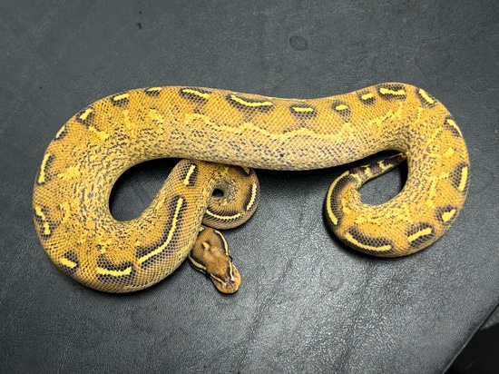 Enchi Freeway Ball Python by Brock Wagner Reptiles