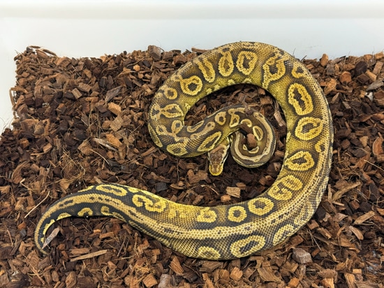 Black Pastel Yellowbelly Red Gene Ball Python by Brock Wagner Reptiles