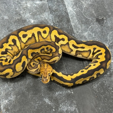 Brock Wagner Reptiles - MorphMarket