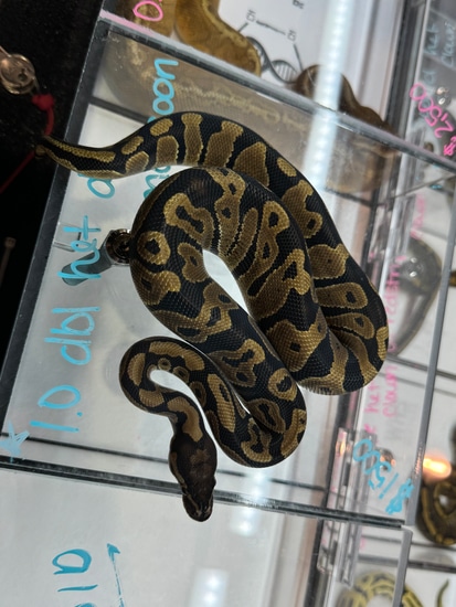 Double Het Monsoon Desert Ghost Ball Python by Brock Wagner Reptiles