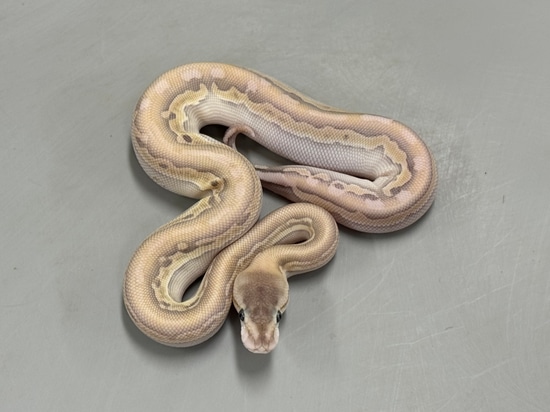 Pastel Butter Cinnamon Puzzle Spotnose 66%het Clown Ball Python by ...
