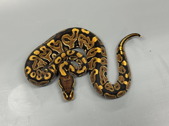 Het Monsoon Ball Python by Brock Wagner Reptiles