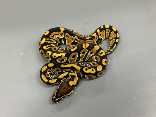 Double Het Monsoon/ Clown Ball Python by Brock Wagner Reptiles