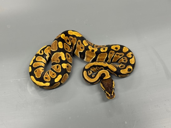 Het Sunset Ball Python by Brock Wagner Reptiles