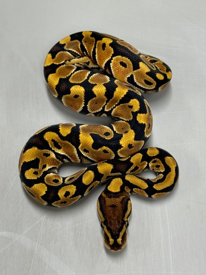 Special Het Monsoon Ball Python by Brock Wagner Reptiles