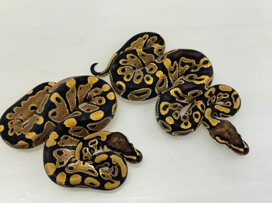 Triple Het Monarch Clown Pied Ball Python by Brock Wagner Reptiles