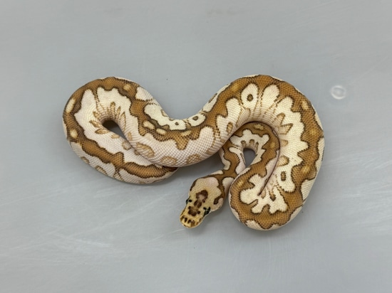 Butter Cinnamon Spotnose Clown Het Puzzle Ball Python by Brock Wagner ...