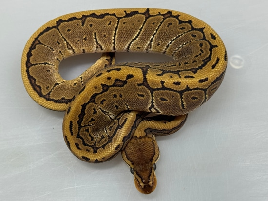 Pinstripe Double Het Lavender Albino Sunset Ball Python by Brock Wagner ...