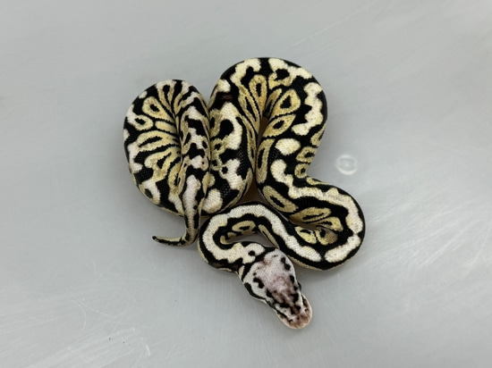 Pastel Spotnose Triple Het Desert Ghost Axanthic Clown Ball Python by ...