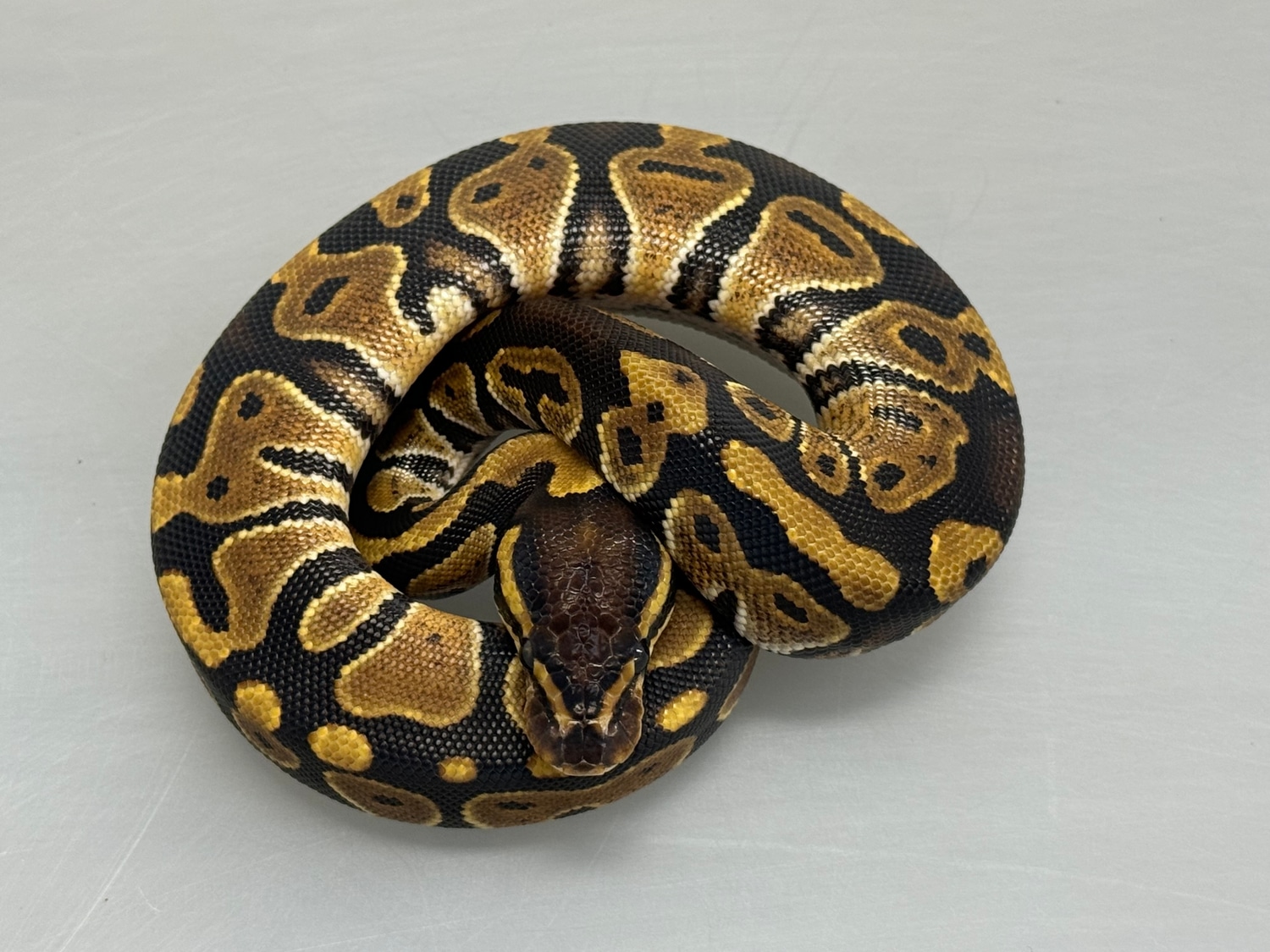 Black Lace double het Desert Ghost Clown