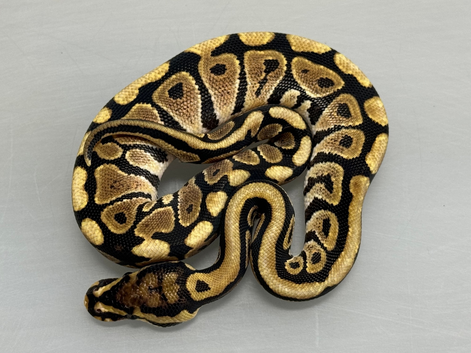 Spotnose triple het Desert Ghost Clown Axanthic