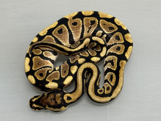 Spotnose Triple Het Desert Ghost Clown Axanthic Ball Python by Brock ...