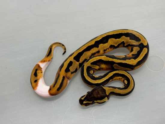 Pied Het Sunset Ball Python by Brock Wagner Reptiles