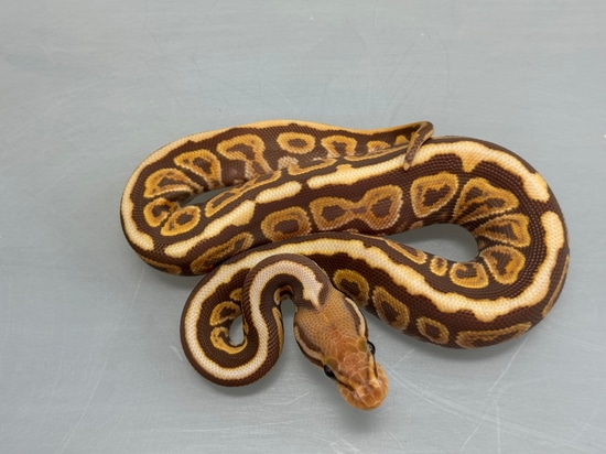 Spotnose Special Ultramel Ball Python by Brock Wagner Reptiles
