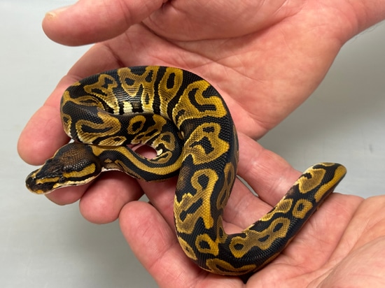 Leopard Het Sunset Ball Python by Brock Wagner Reptiles